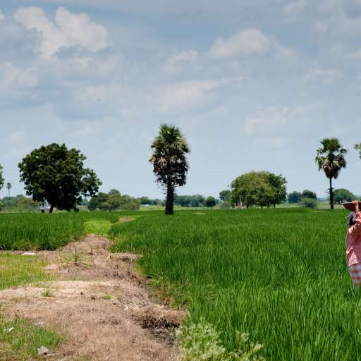 Climate-smart rice cultivation system shows promising results - Nibio