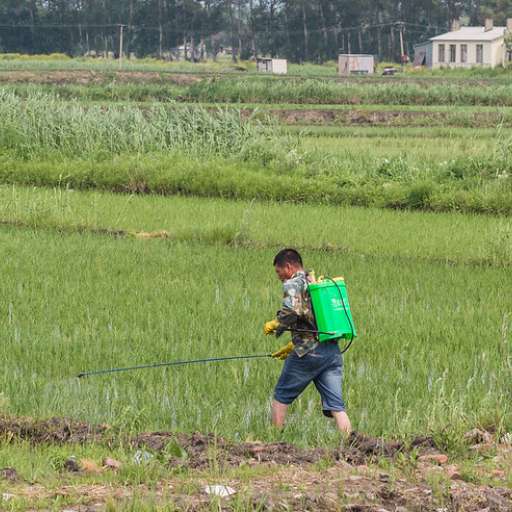 SINOGRAIN II - Nibio