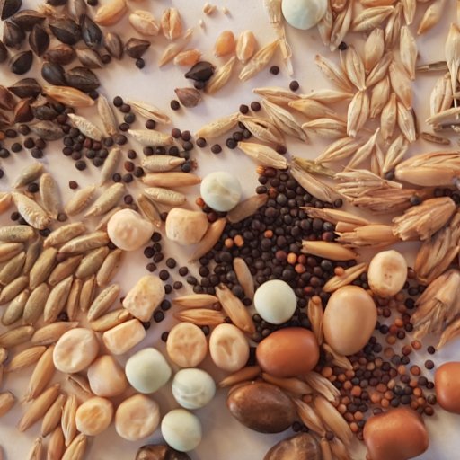Grain And Forage Seed Crops Nibio grain-and-forage-seed-crops-nibio