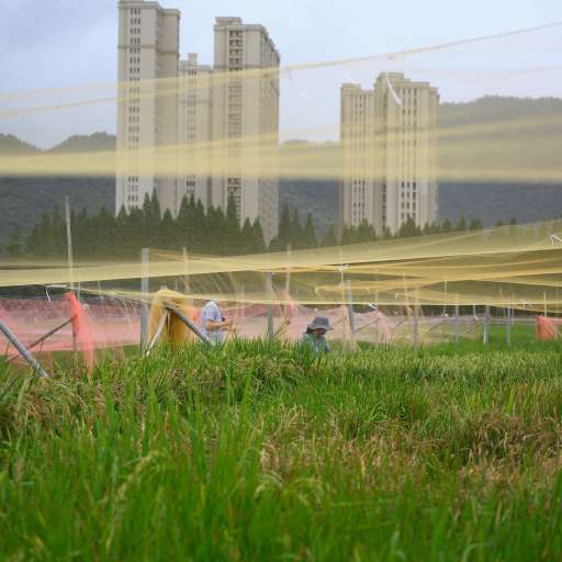 Sinograin II project: Tomorrow’s development collaboration - Nibio