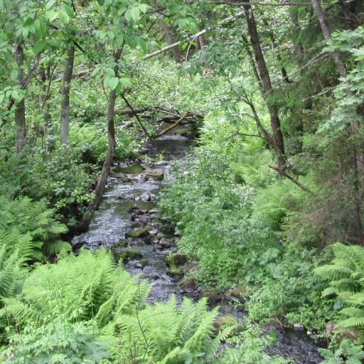Vannmiljøtiltak i skog - Nibio
